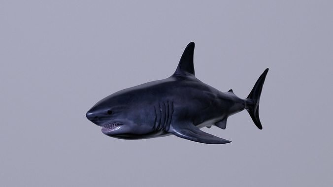 Great White Shark 3D model 3D printable | CGTrader