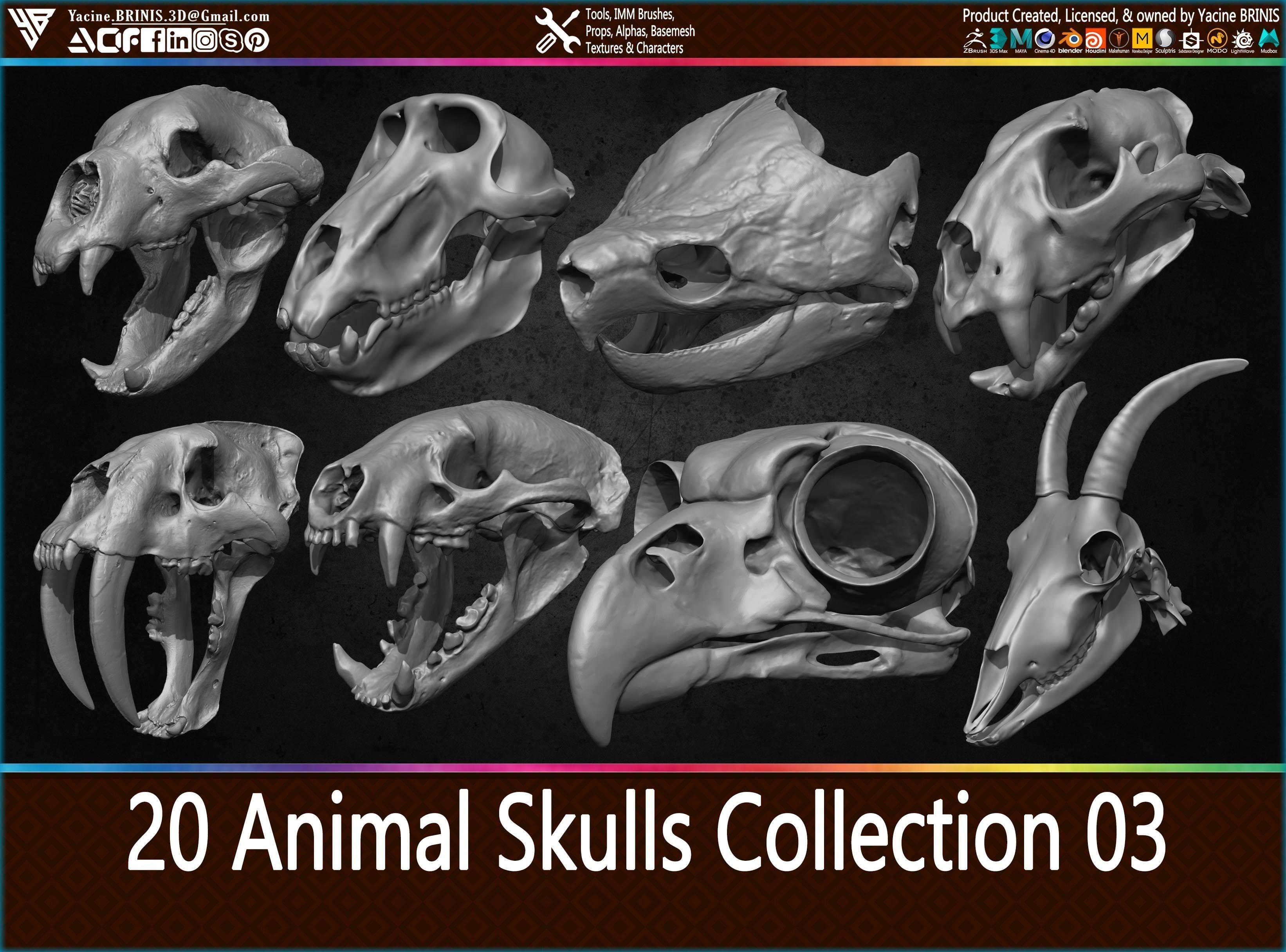3D model 20 Animal Skulls Collection 03 VR / AR / low-poly | CGTrader
