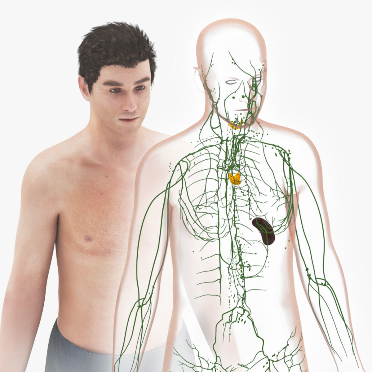 3D model Lymphatic System VR / AR / low-poly | CGTrader