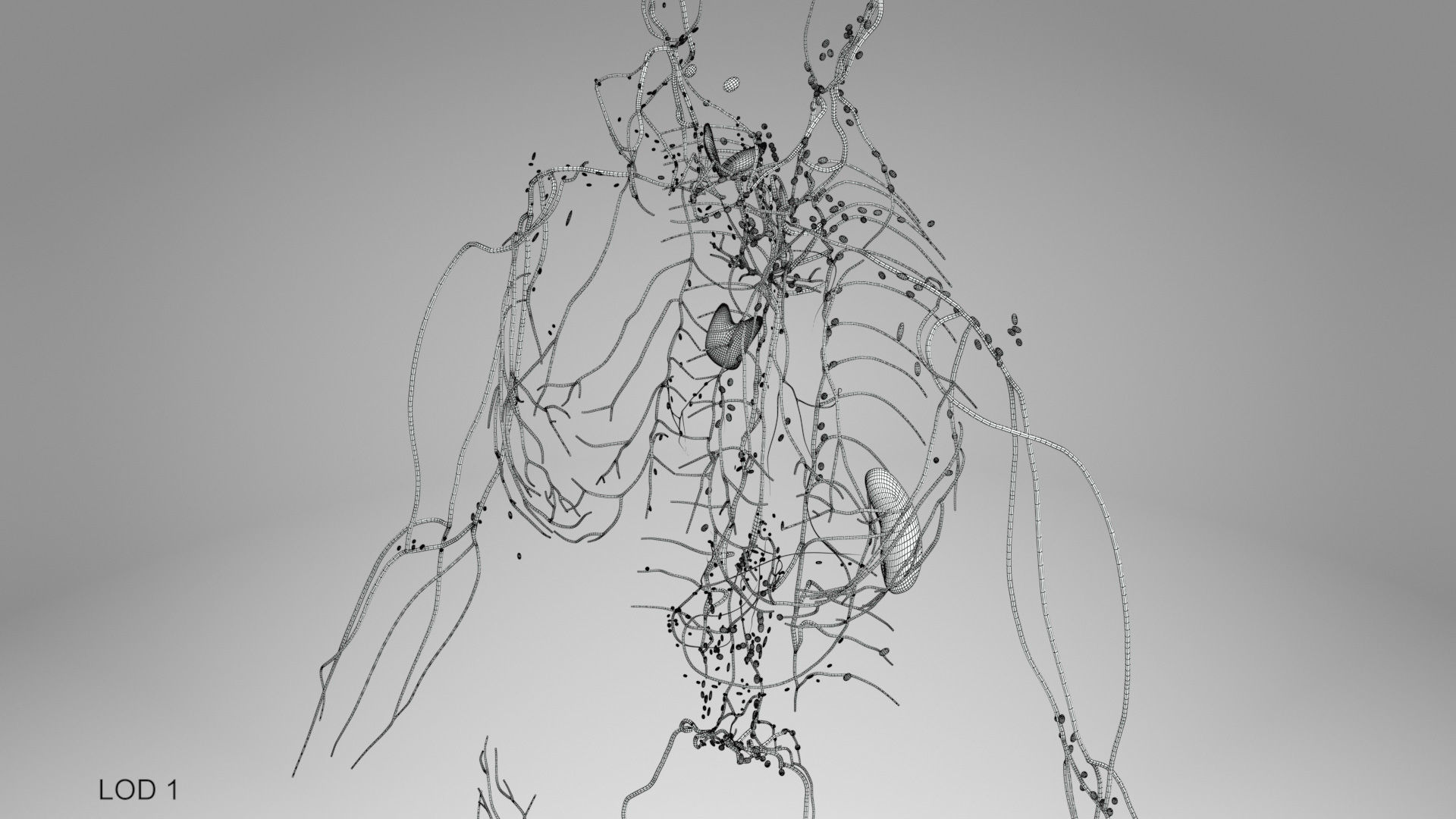 3D model Lymphatic System VR / AR / low-poly | CGTrader