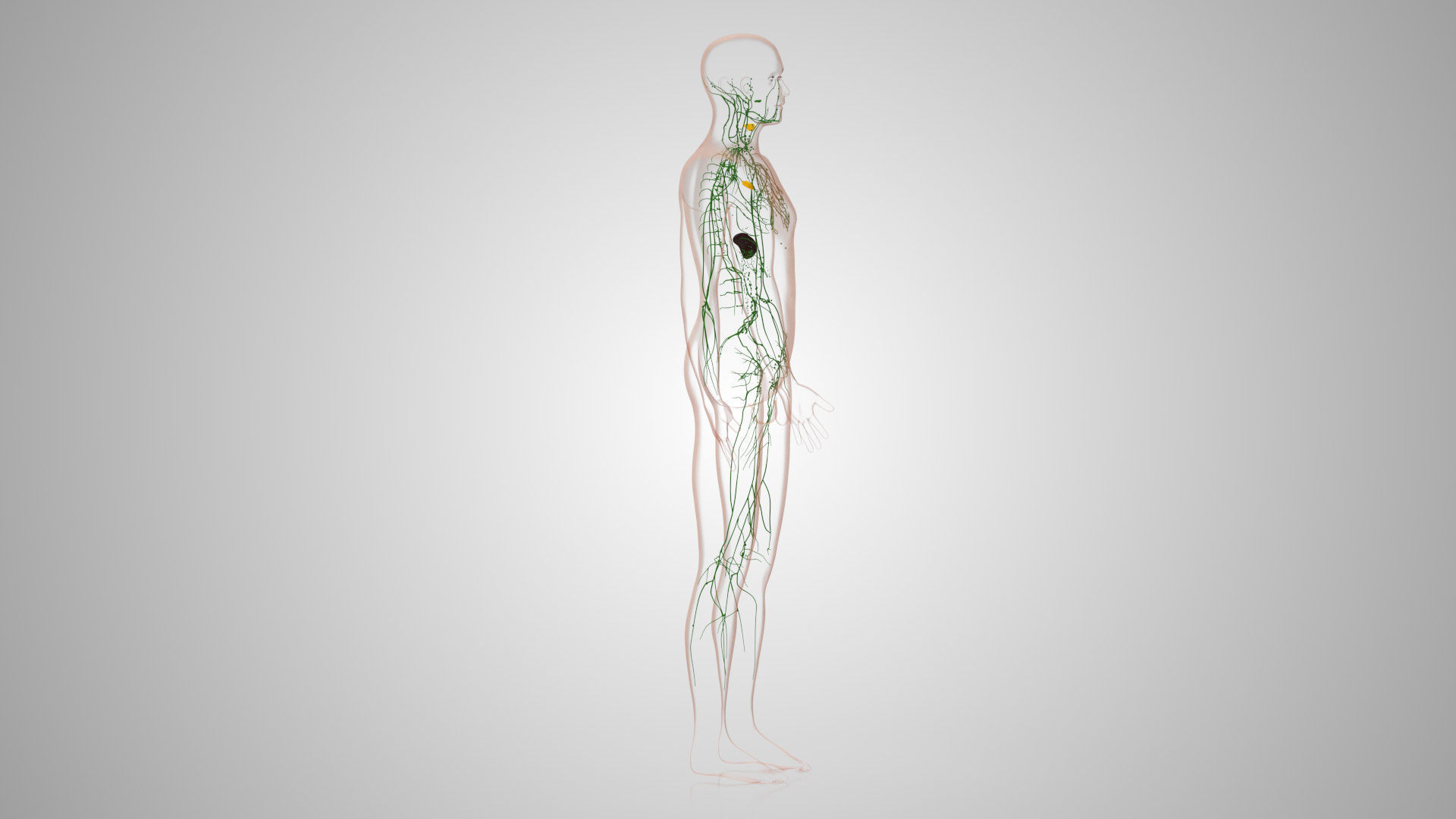 3D model Lymphatic System VR / AR / low-poly | CGTrader