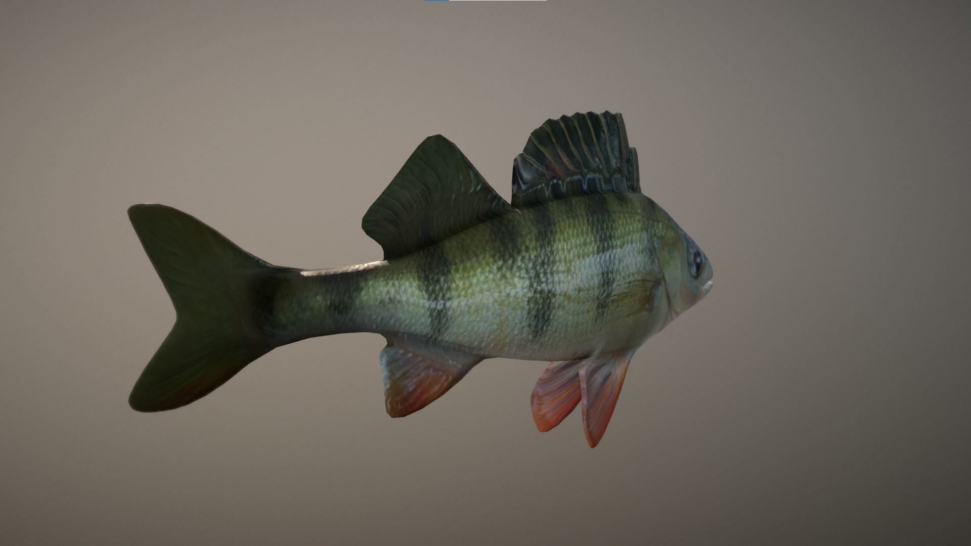 Bass - Fish free VR / AR / low-poly 3D model animated rigged | CGTrader