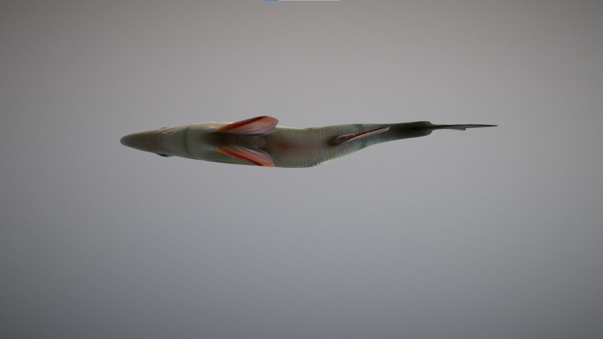 Bass - Fish free VR / AR / low-poly 3D model animated rigged | CGTrader