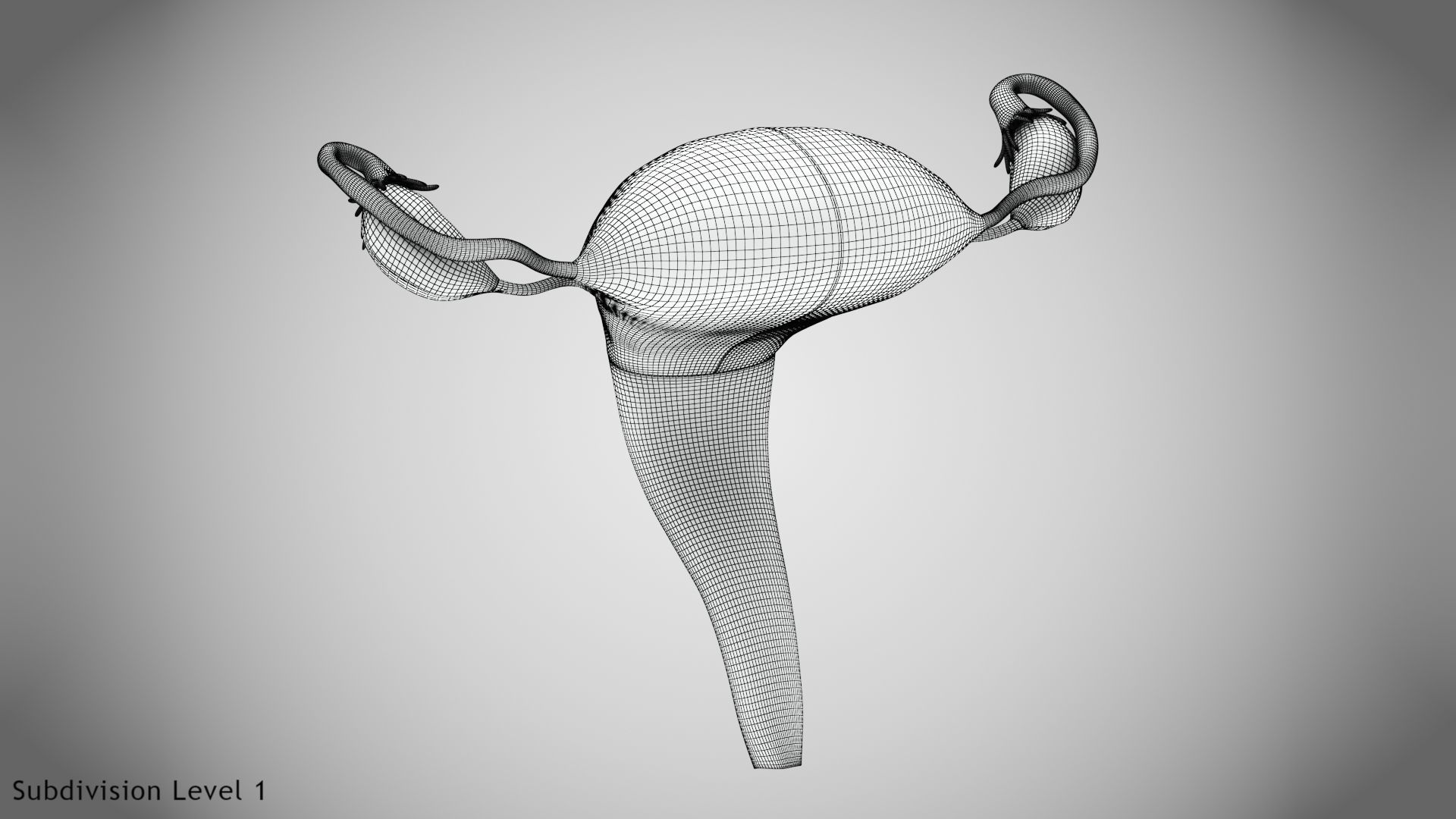 3D model Female and Male reproductive system VR / AR / low-poly | CGTrader