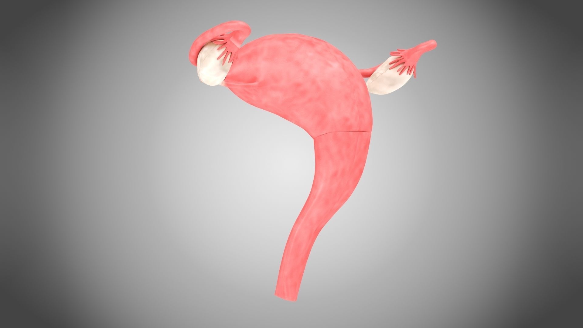 3D model Female and Male reproductive system VR / AR / low-poly | CGTrader