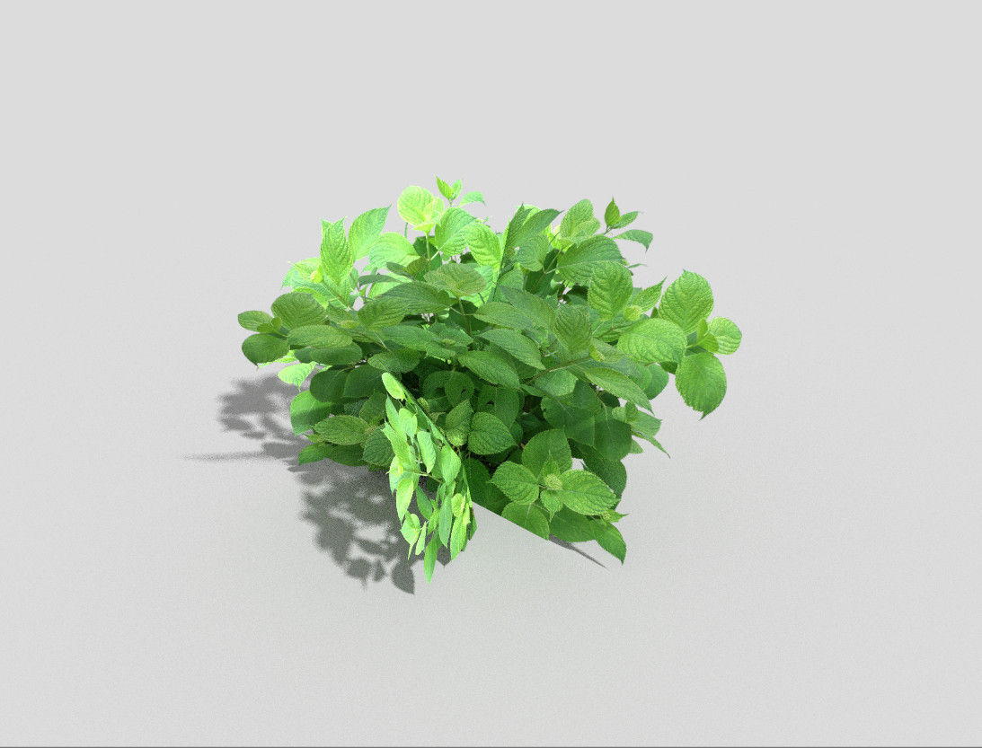 3D model Low poly Plant VR / AR / low-poly | CGTrader