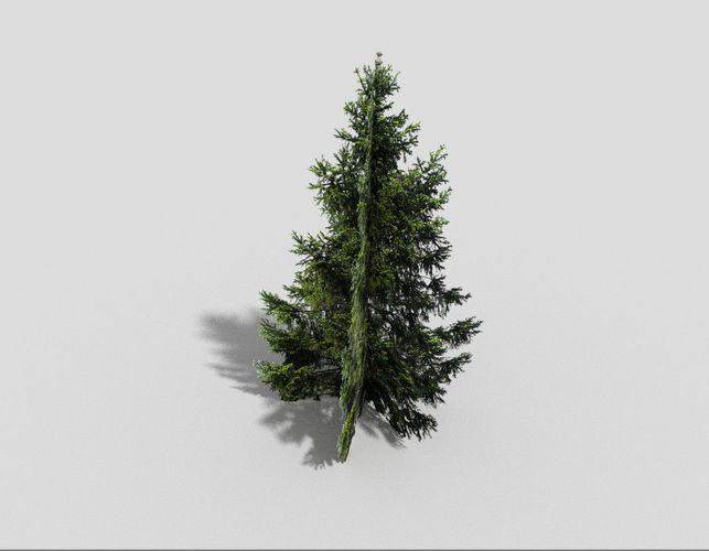 3D model low poly spruce 2 christmas tree VR / AR / low-poly | CGTrader