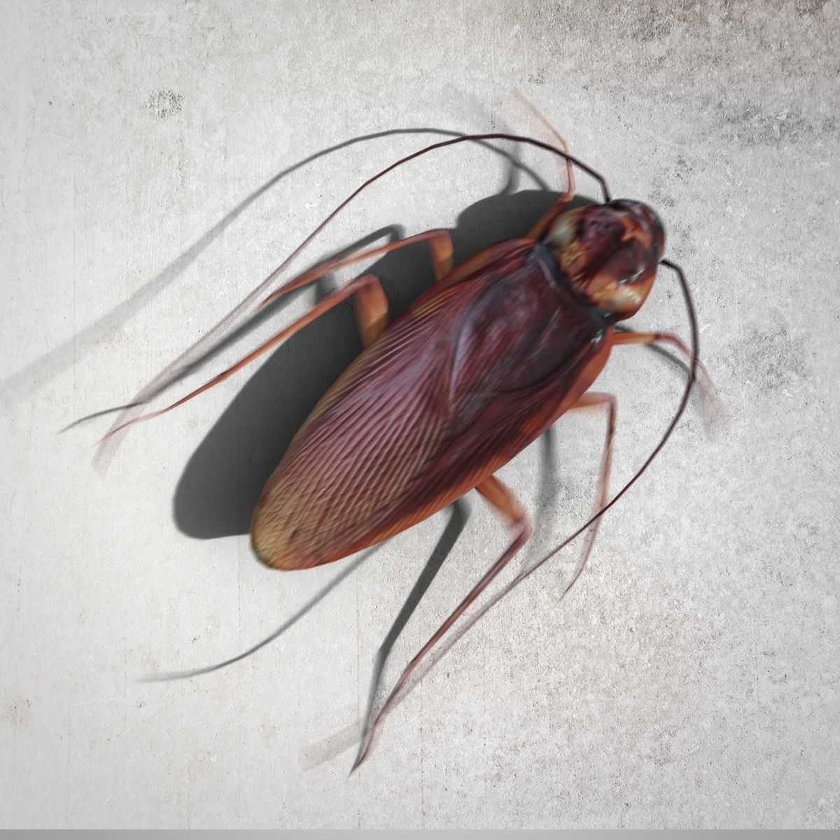 3D model Cockroach VR / AR / low-poly | CGTrader