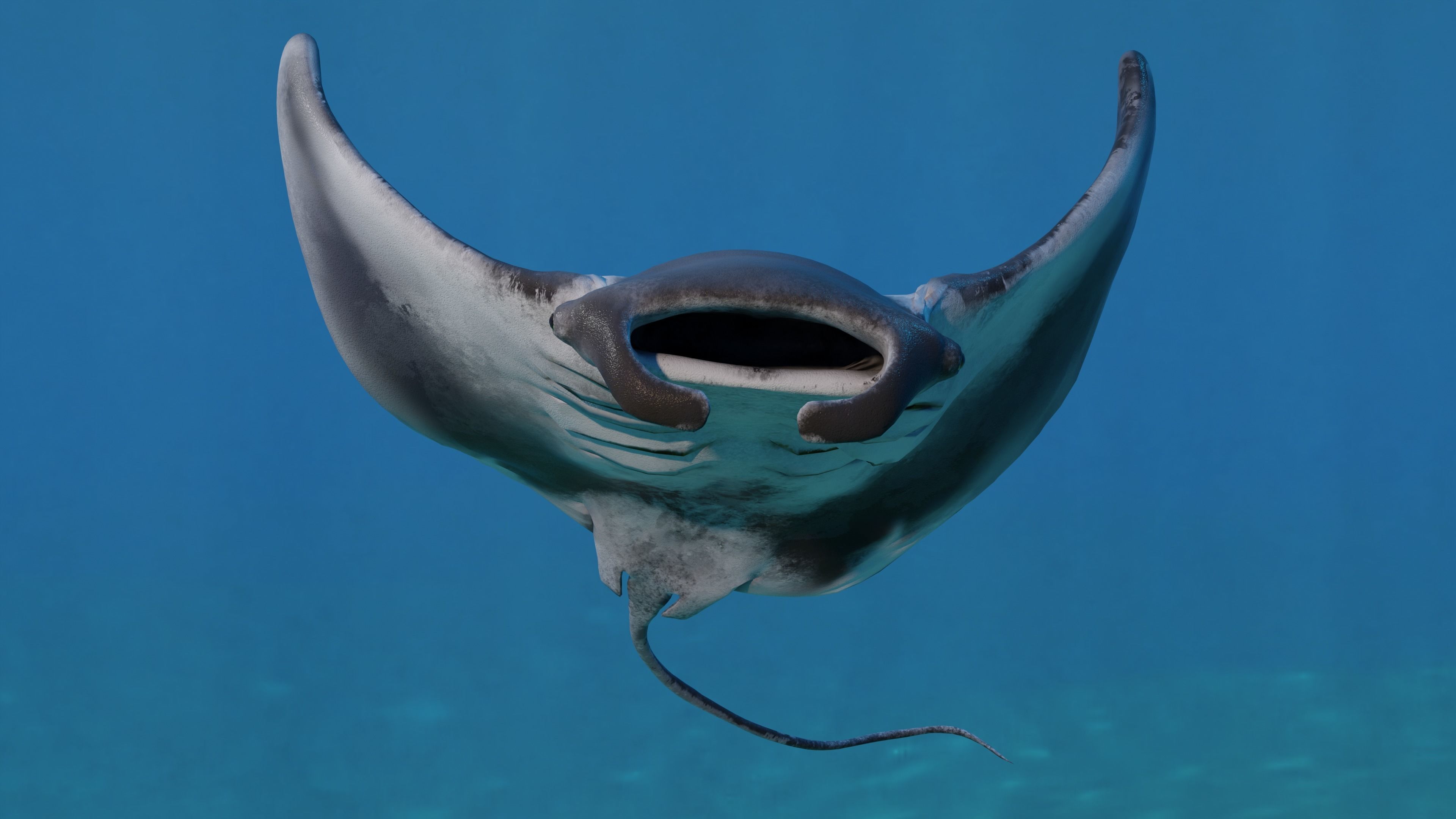 3D model Manta Ray Animated VR / AR / low-poly rigged animated | CGTrader