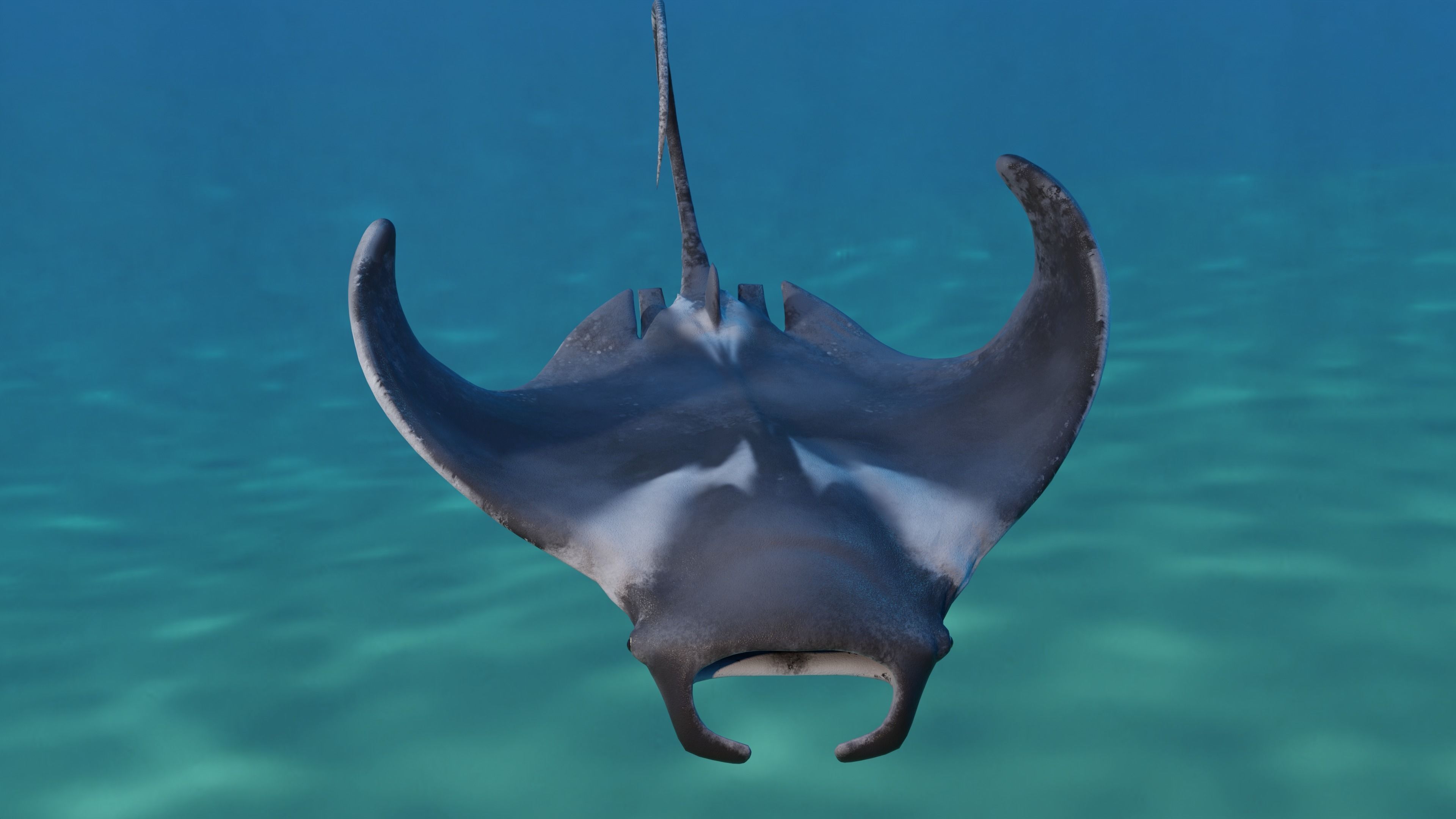 3D model Manta Ray Animated VR / AR / low-poly rigged animated | CGTrader