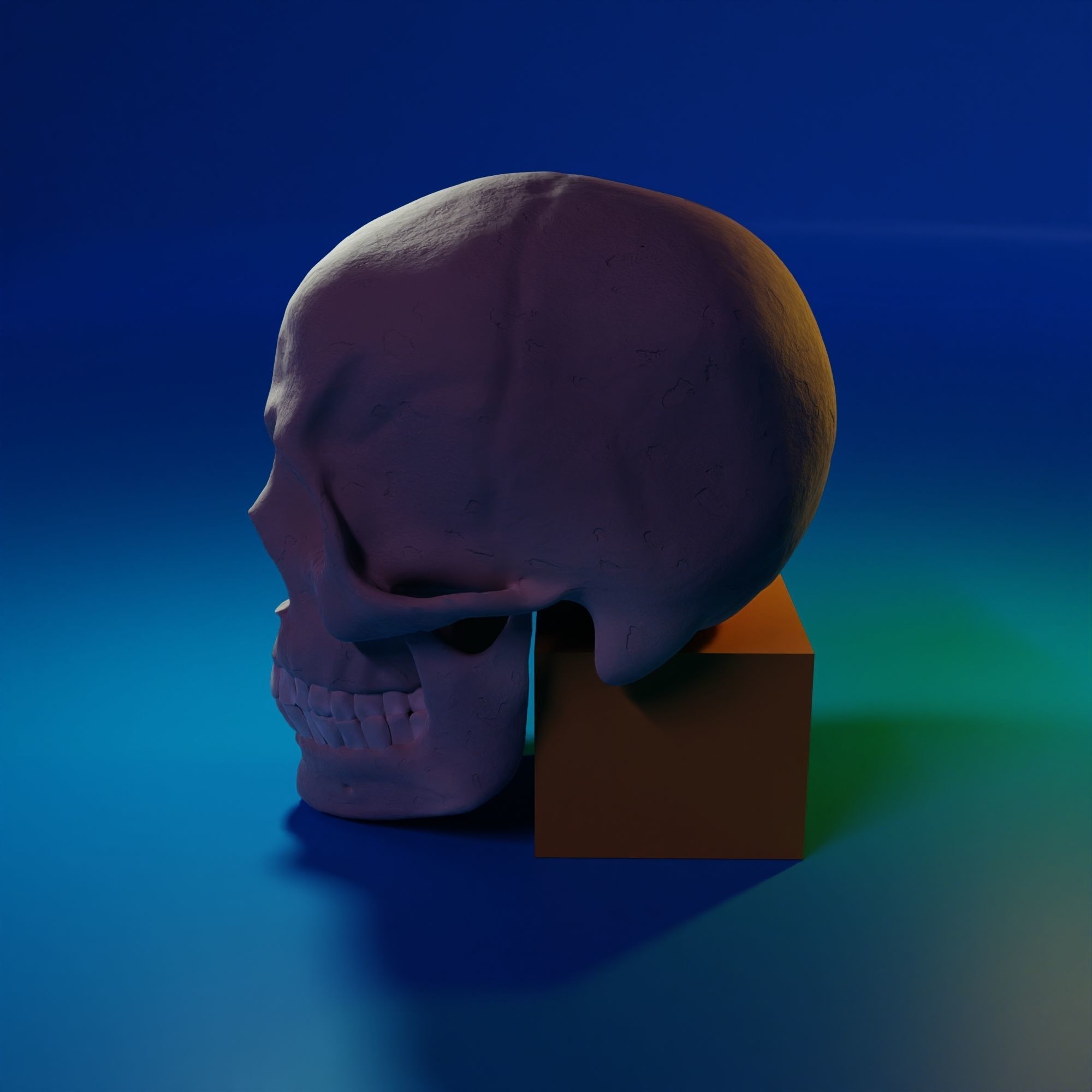 3D model of a human skull free 3D model | CGTrader