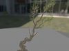 3D model Intermediate low Poly tree model VR / AR / low-poly | CGTrader