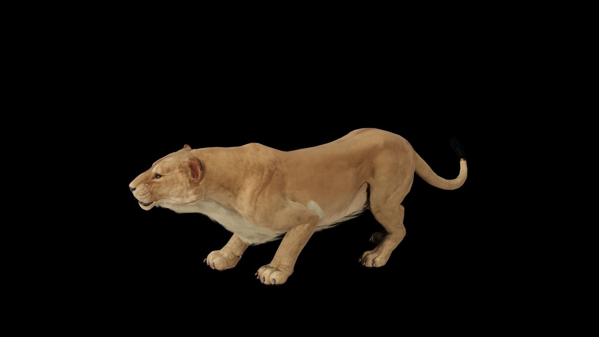 Lion Pack 3D Model Collection | CGTrader