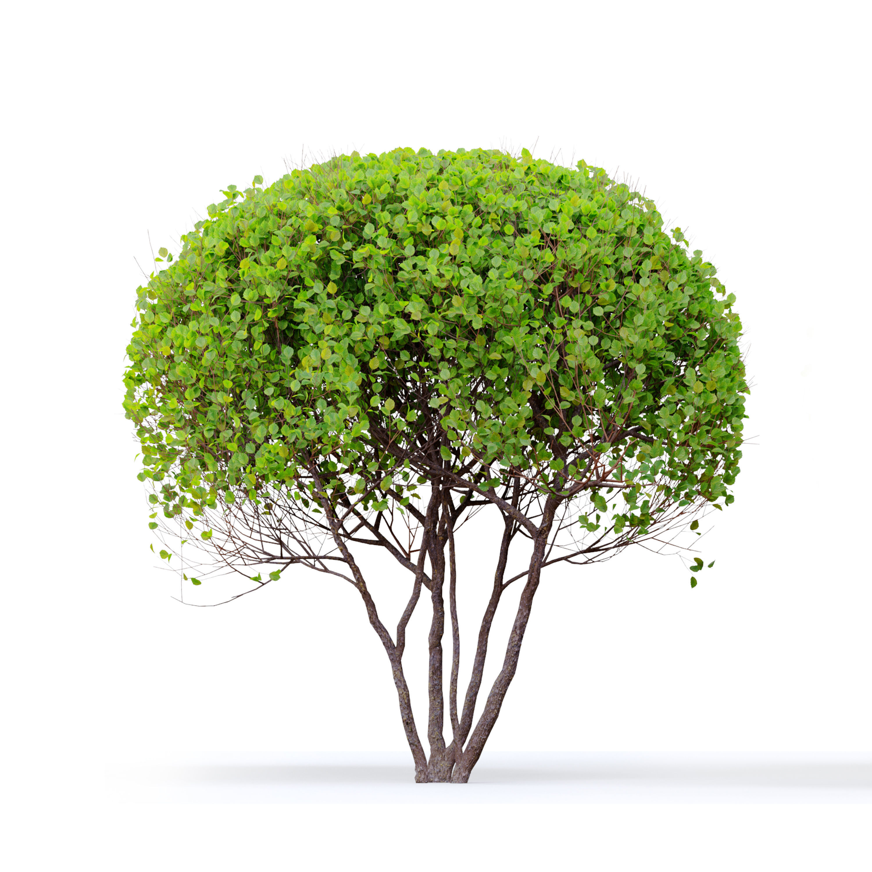 Sphere shaped trees 3D model | CGTrader