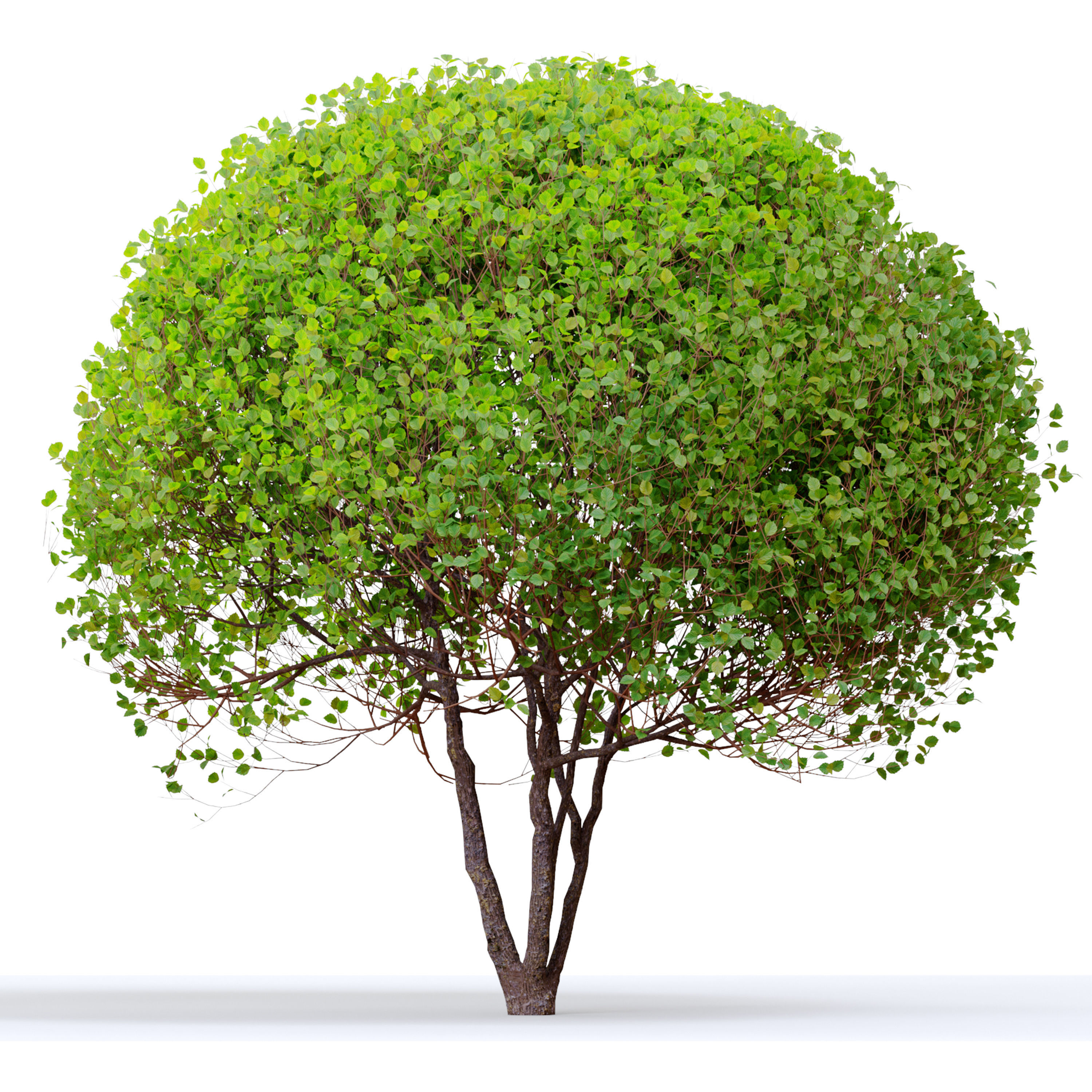 Sphere shaped trees 3D model | CGTrader