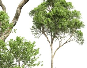 Acer 3D Models | CGTrader