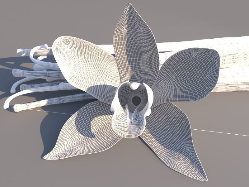 Vanilla Flower 3D model | CGTrader