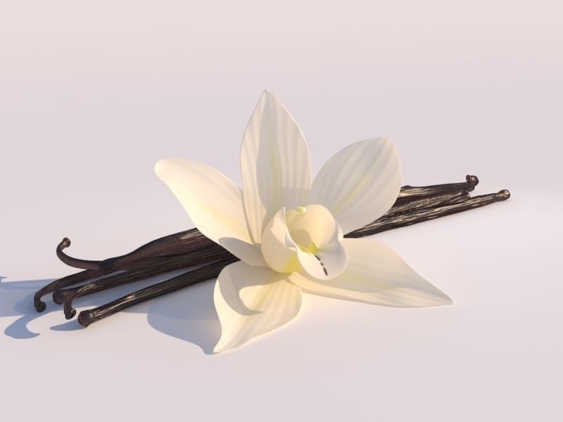 Vanilla Flower 3D model | CGTrader