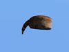3D model Daniel Boone Hat or Racoon Tail Hat VR / AR / low-poly | CGTrader