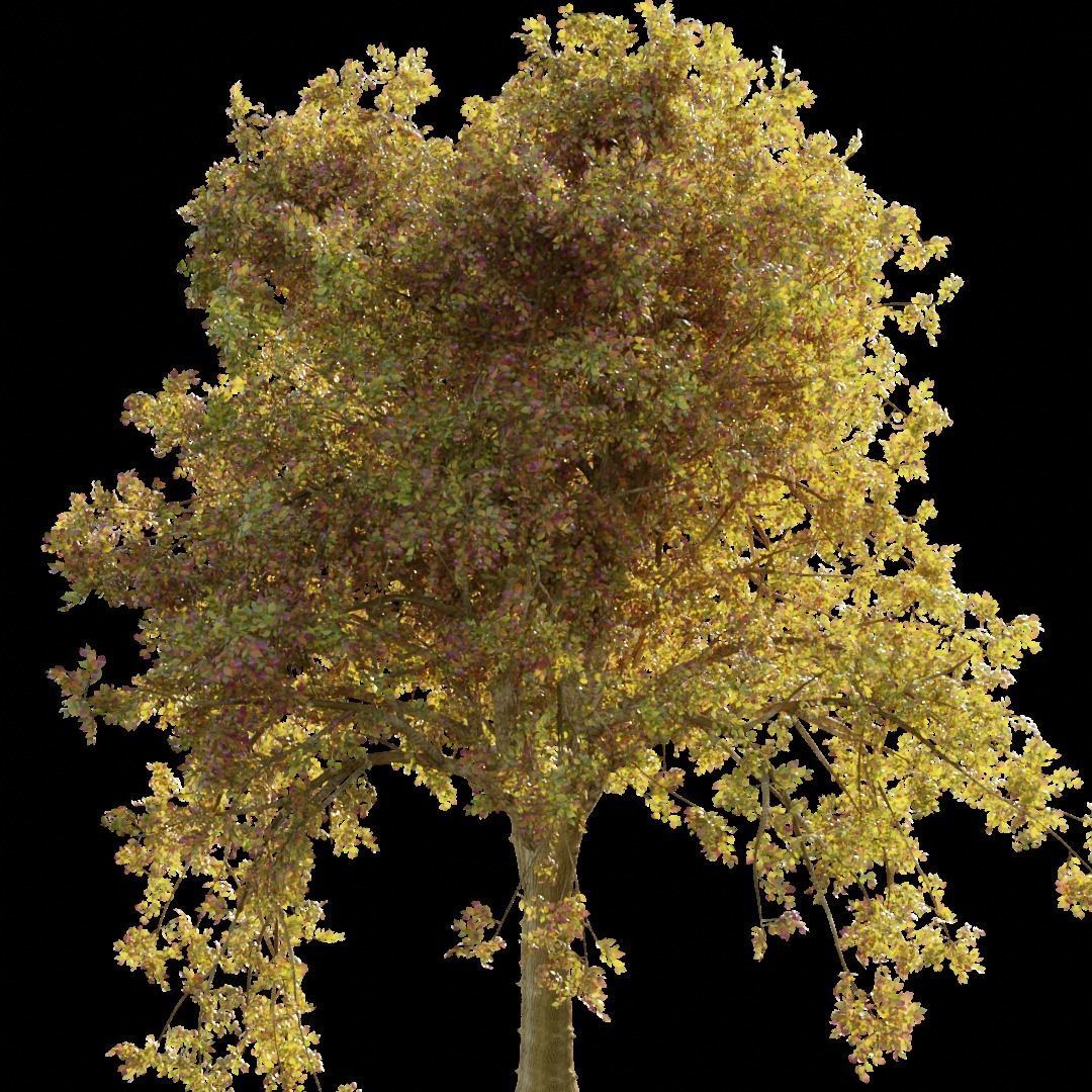 Trees blender model -PACK A- 3D model | CGTrader