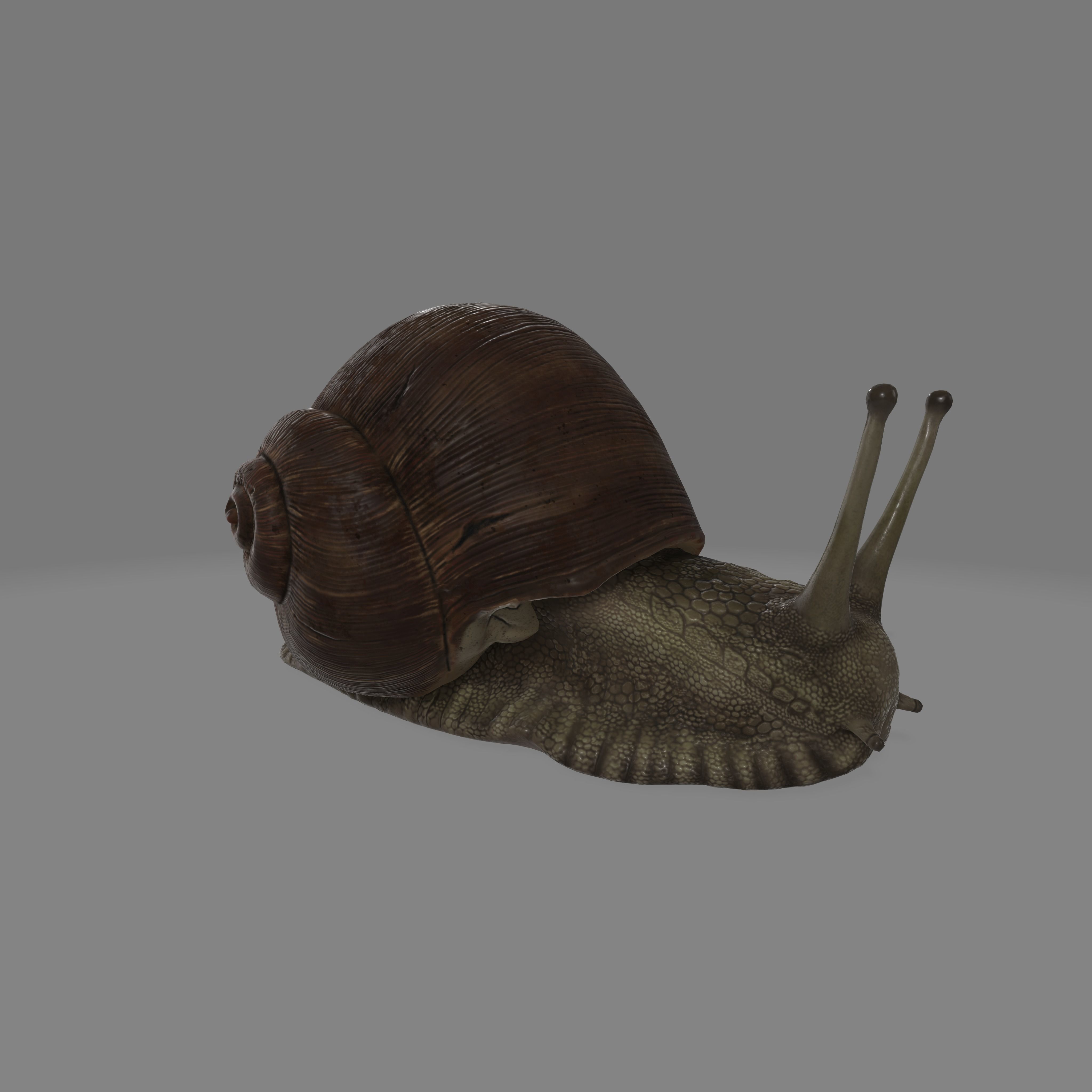 high detailed snail 3D model | CGTrader