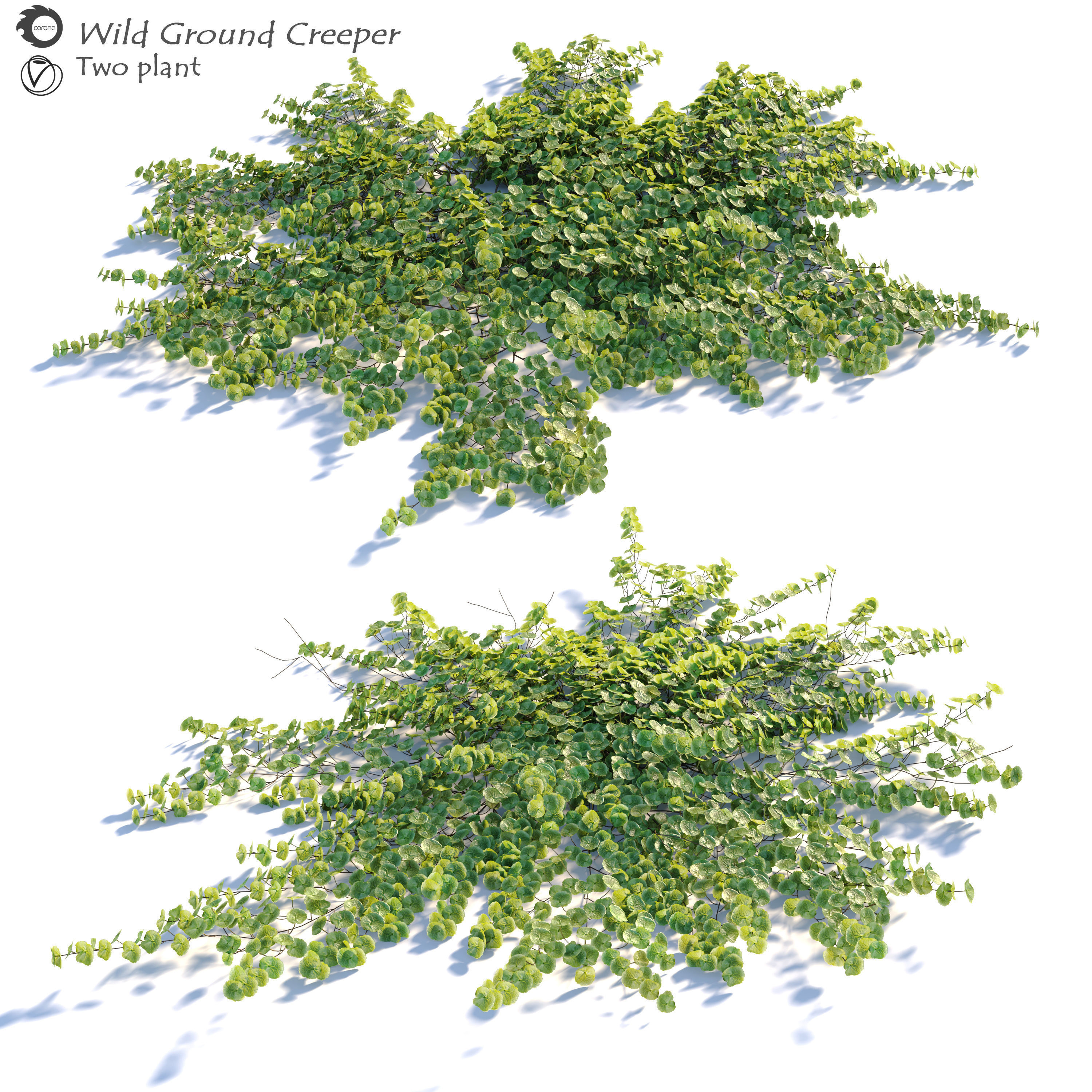 Wild creeper plant 3D model | CGTrader