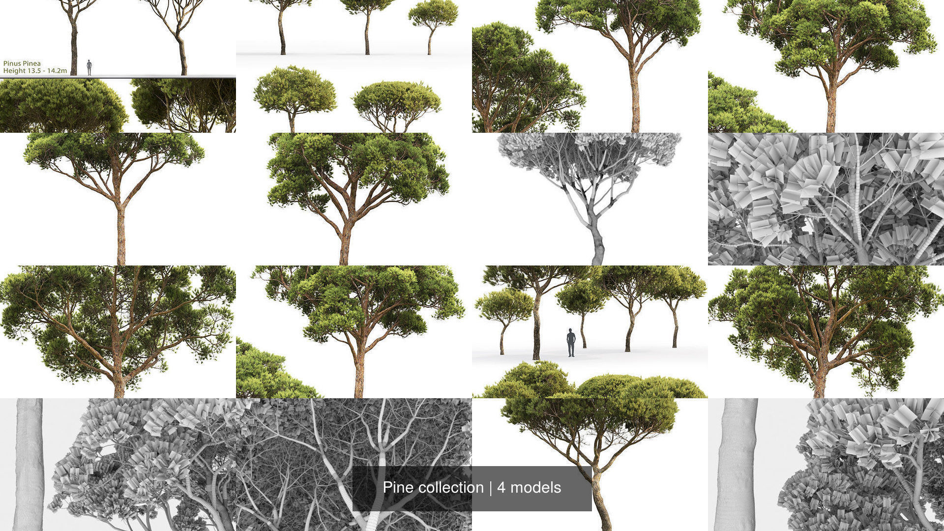 Pine collection tree | CGTrader