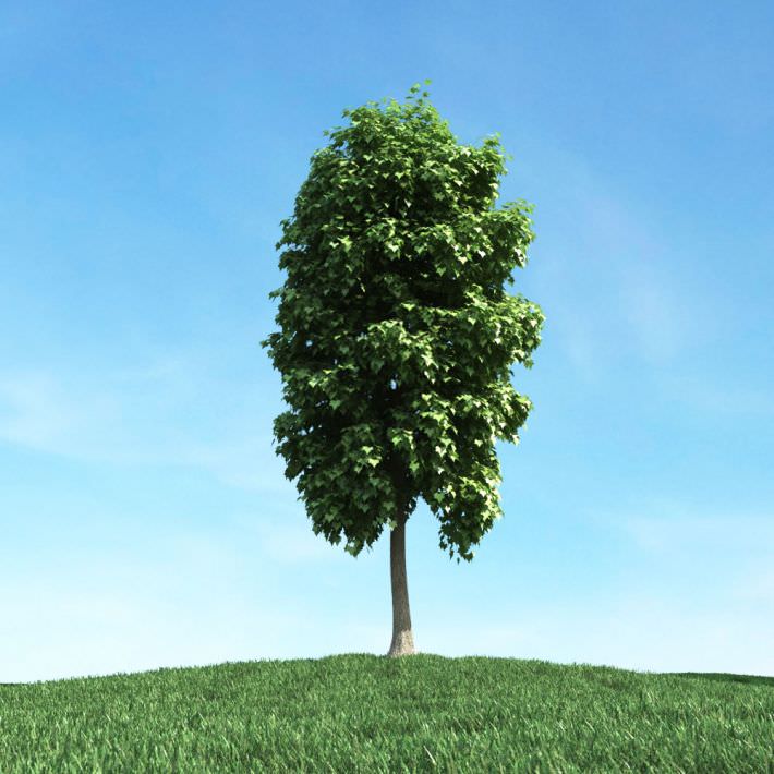 Small Tree 3D model | CGTrader