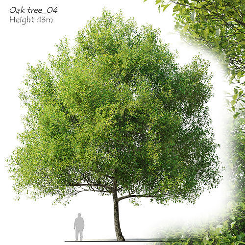 Oak tree 4 3D model | CGTrader