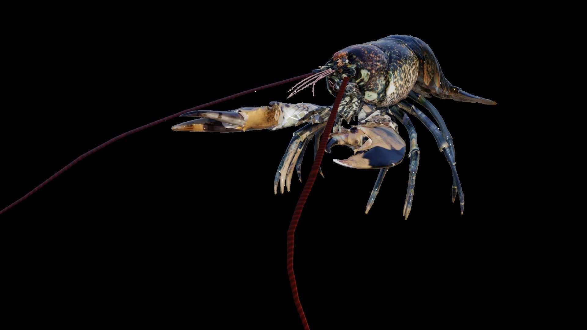 3D model Lobster shrimp VR / AR / low-poly | CGTrader
