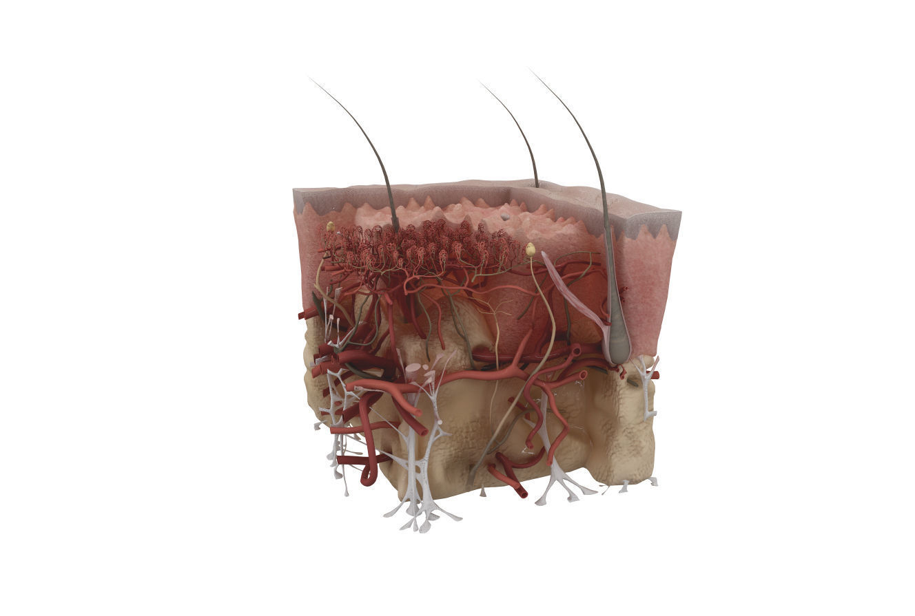Skin Anatomy 3D model | CGTrader