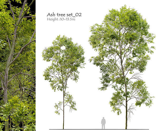 Ash tree set 02 3D model | CGTrader
