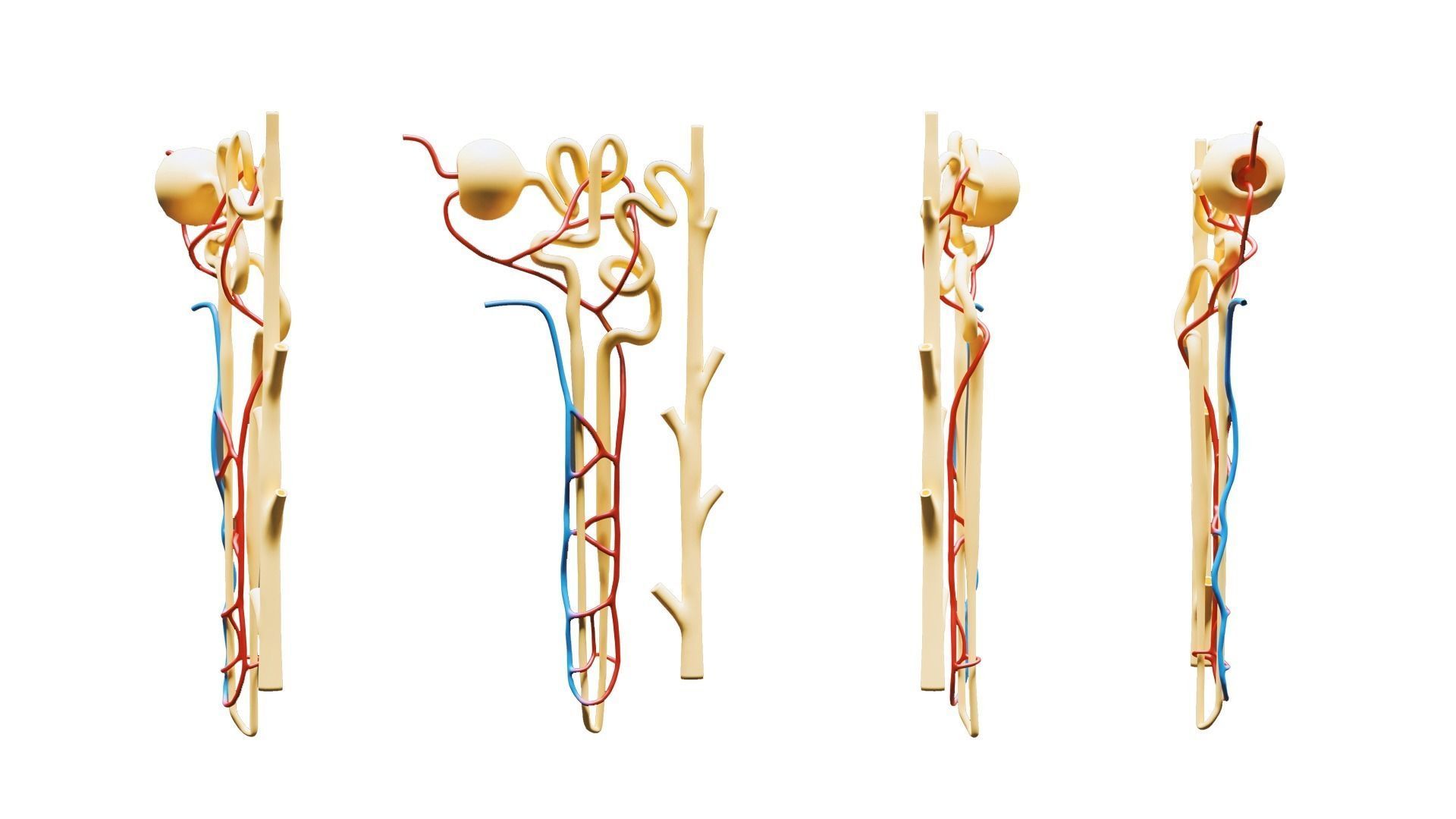 Kidney Nephron Structure Anatomy 3D model | CGTrader