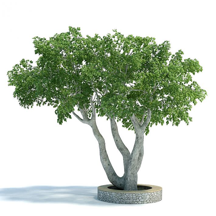 Ficus Plant 3D model | CGTrader