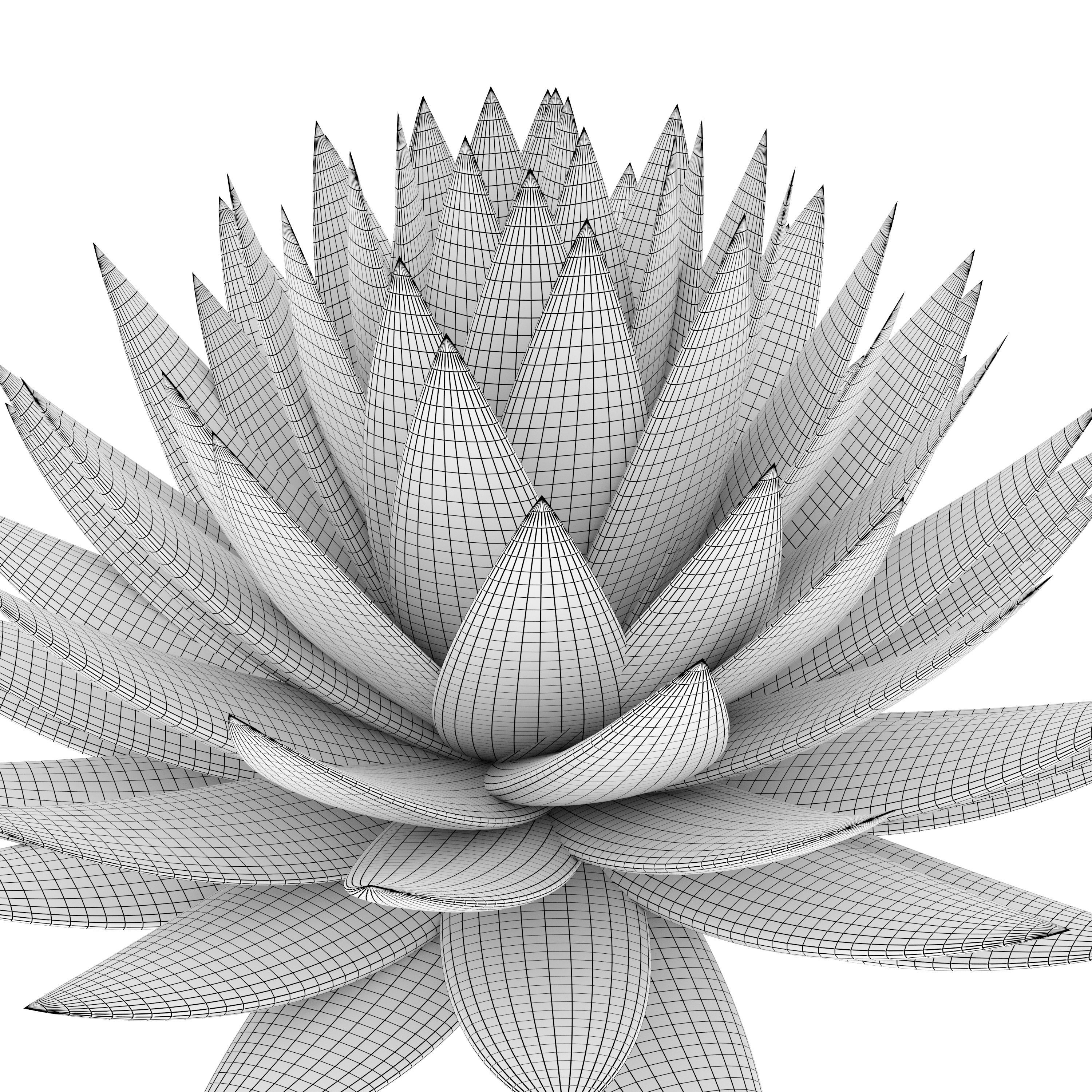 Agave plant 3D model | CGTrader