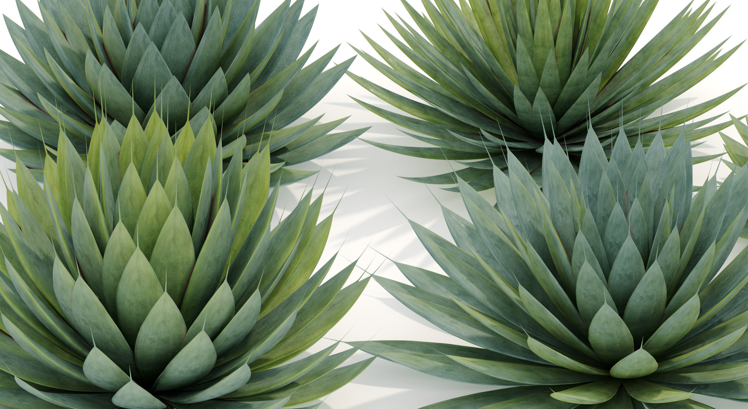 Agave plant 3D model | CGTrader