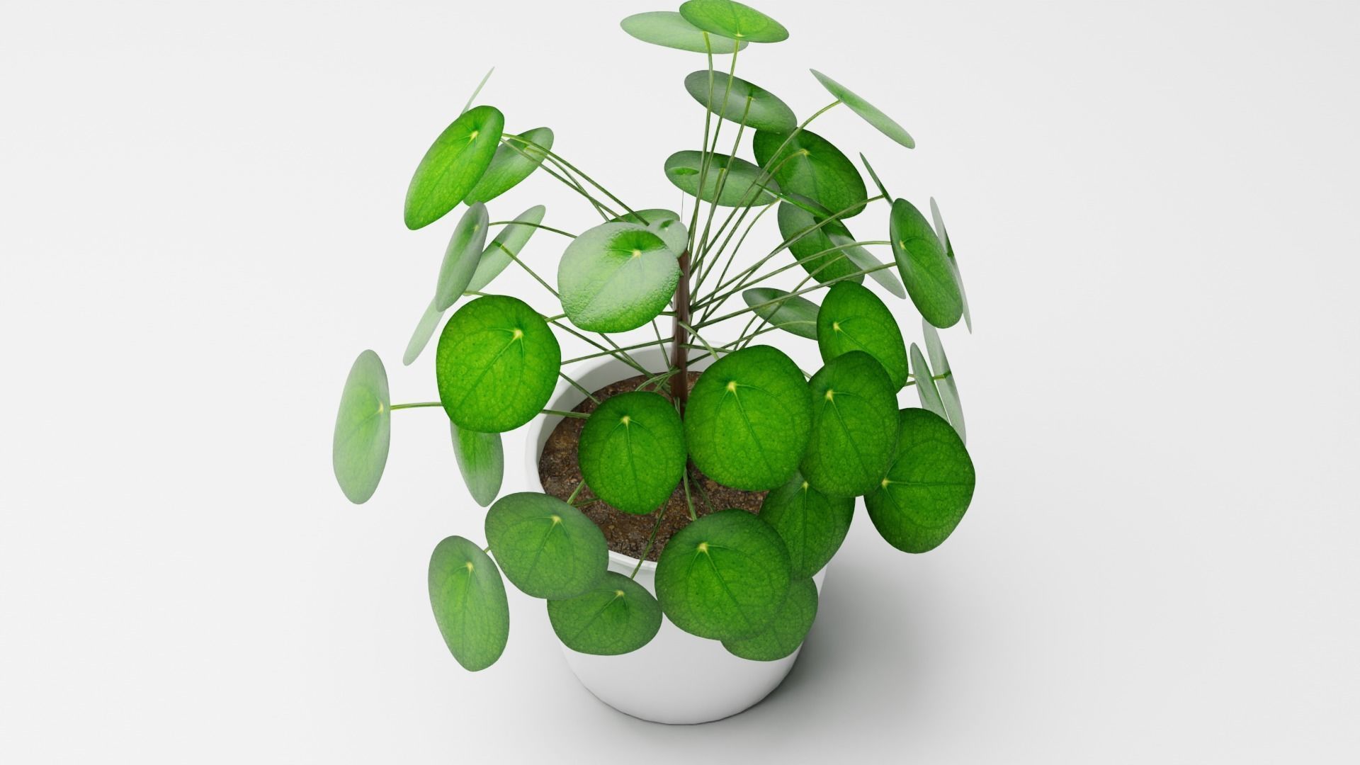 Pilea plant free 3D model | CGTrader