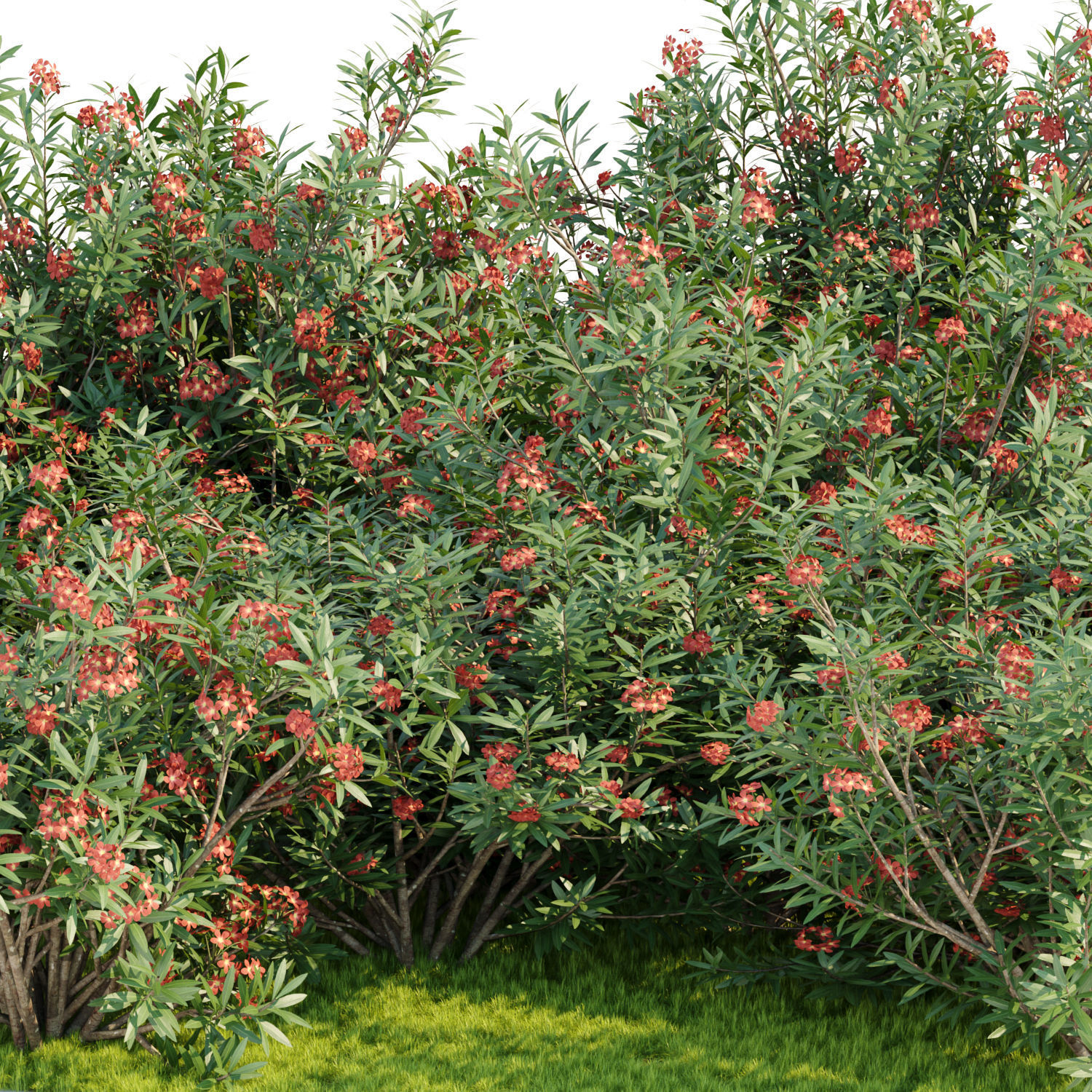 Nerium Oleander-Grass Garden vol 117 3D model | CGTrader