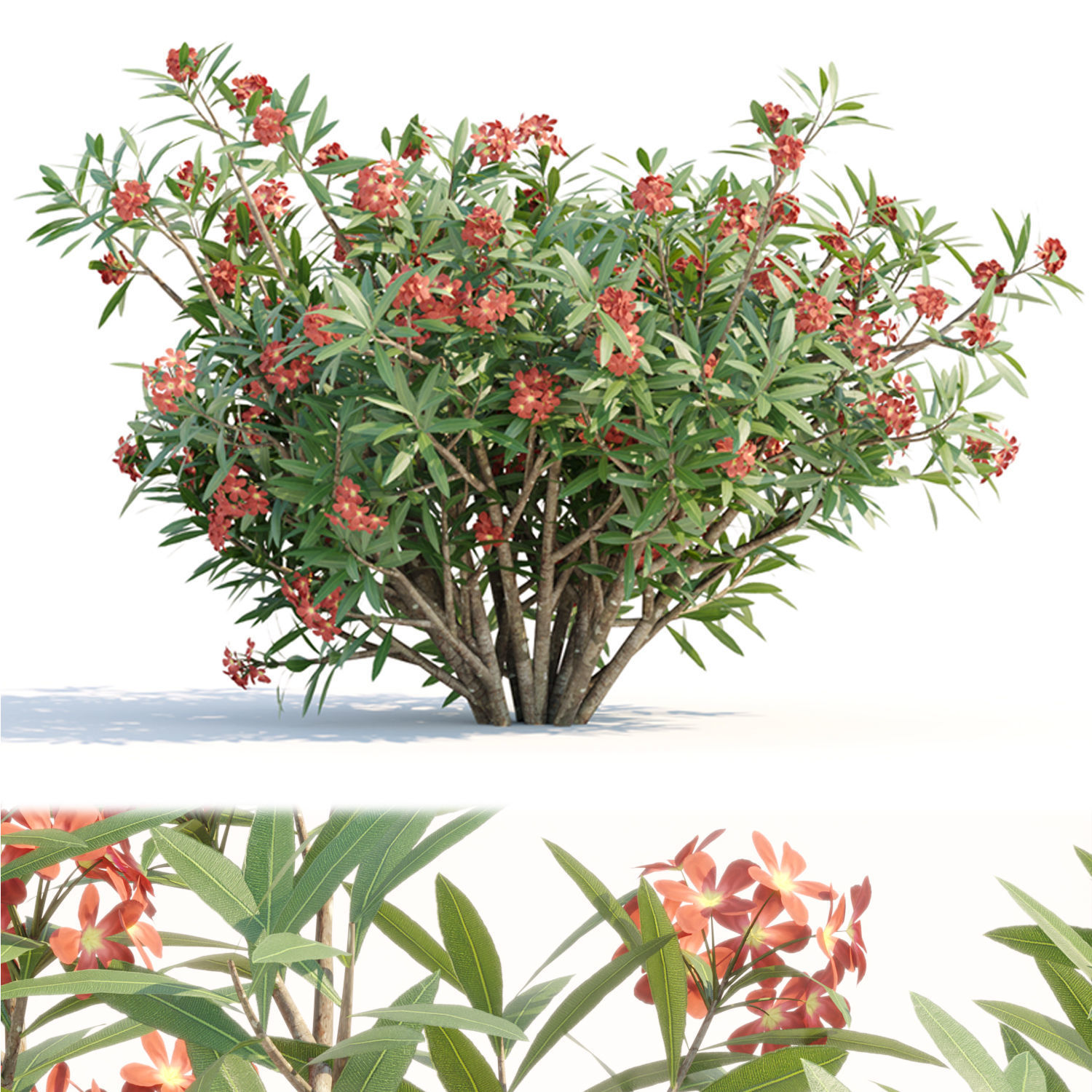 Nerium Oleander-Grass Garden vol 117 3D model | CGTrader
