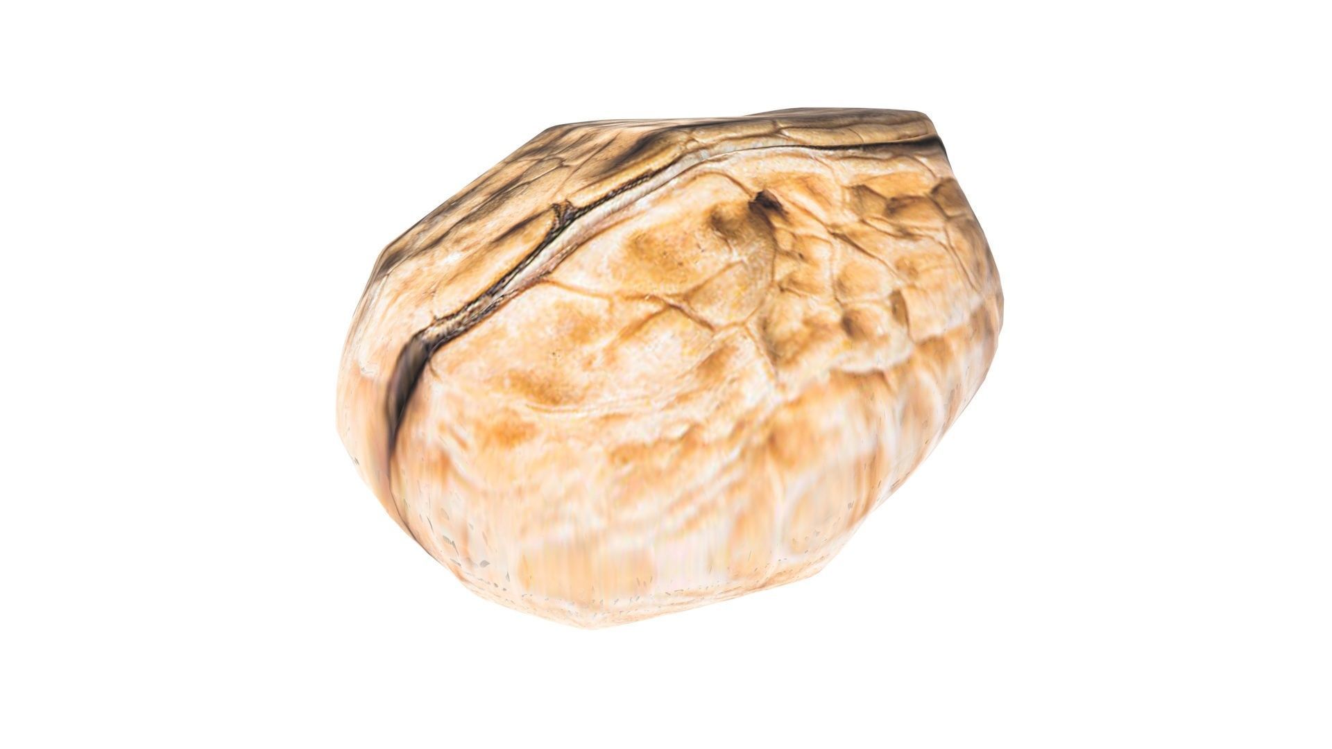 Walnut Shell 3D model | CGTrader