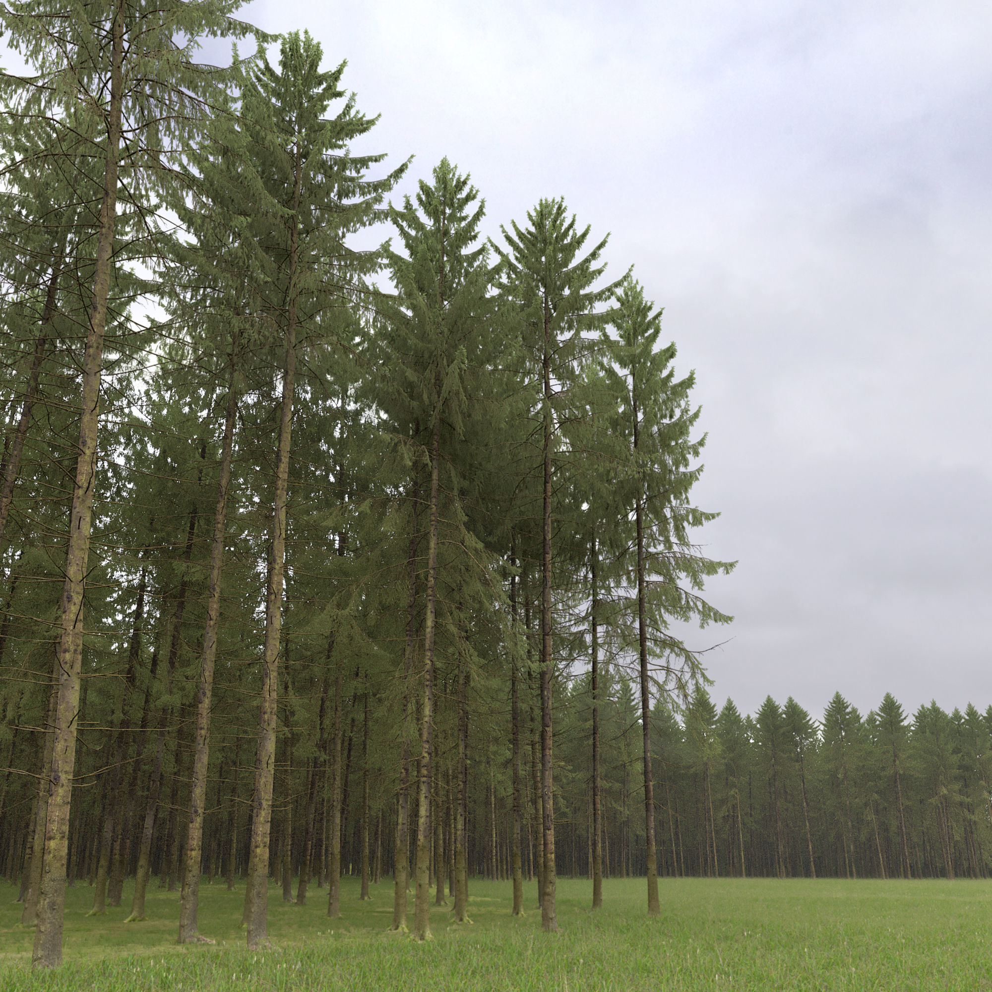 Spruce 08 3D model | CGTrader