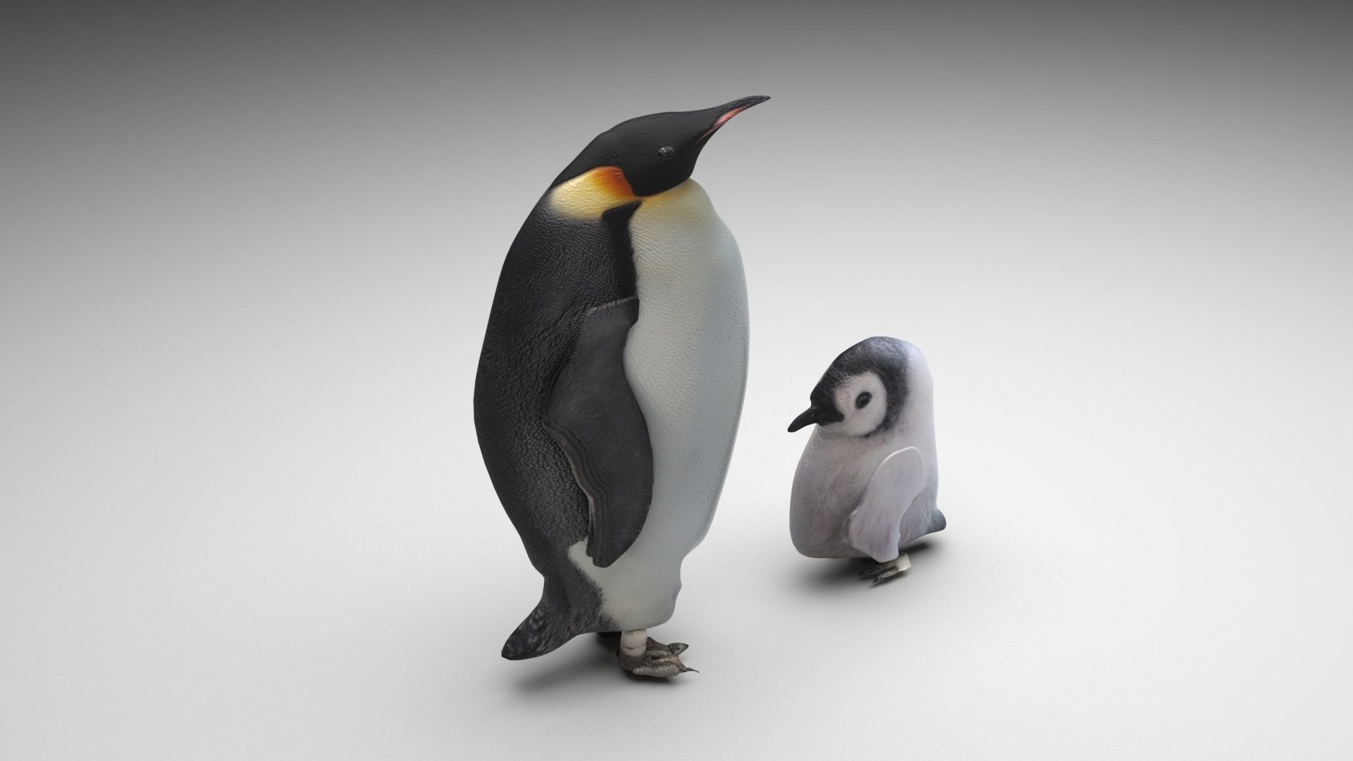 Penguins 3D model | CGTrader