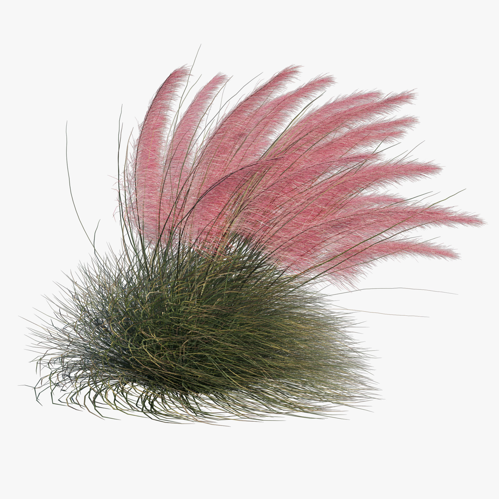 Muhlenbergia Capillaris Pink Muhly Grass 04 3d Model Cgtrader
