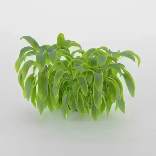 3D model Green Plant 5546 VR / AR / low-poly | CGTrader