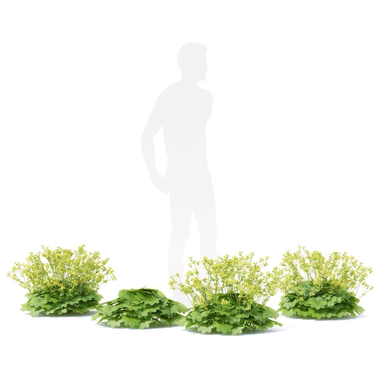 Alchemilla mollis flower 3D model | CGTrader