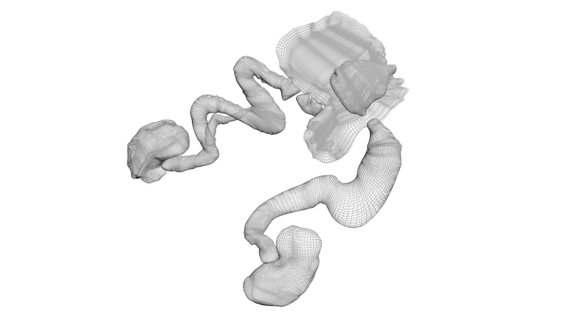 Urinary System 3D model | CGTrader