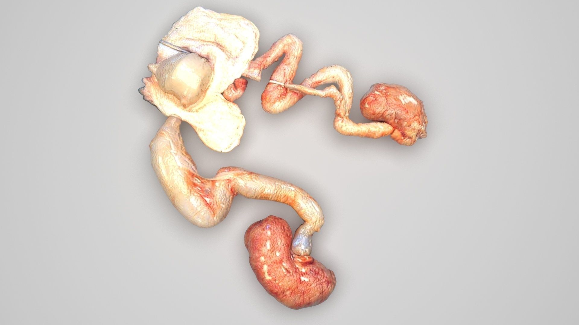 Urinary System 3D model | CGTrader