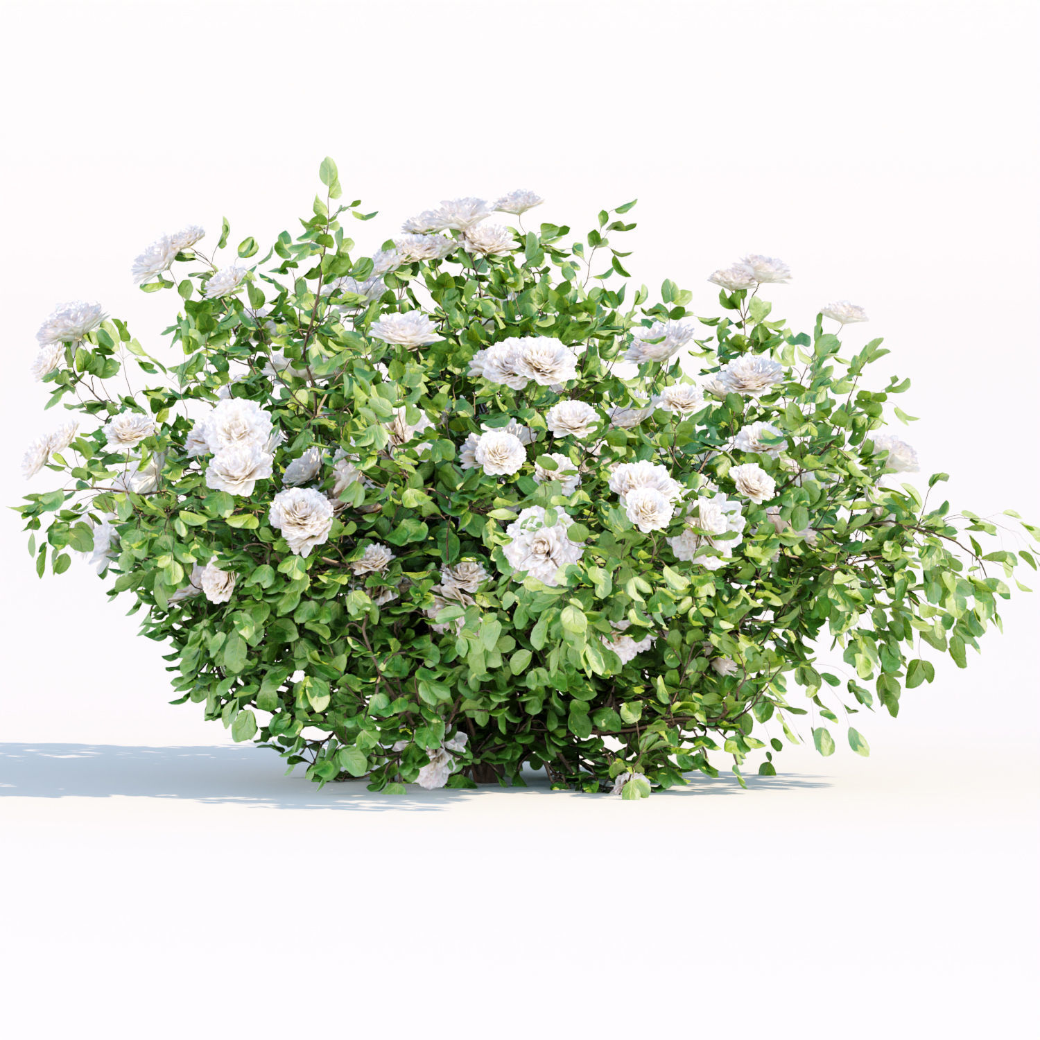Rose bushes collection vol 121 3D model | CGTrader