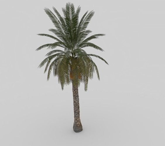 3D model Palm Tree VR / AR / low-poly | CGTrader