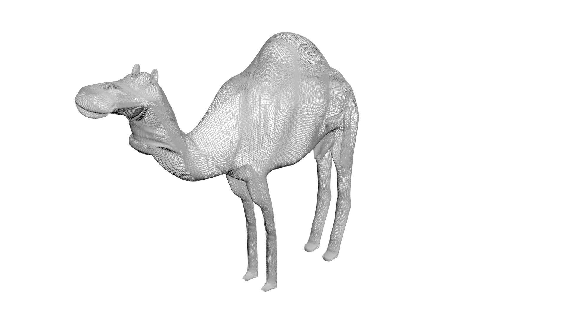 Camel 3D model | CGTrader